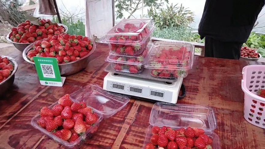 受流感的影响,草莓价格比往年便宜了一半,20块一斤你们觉得贵吗