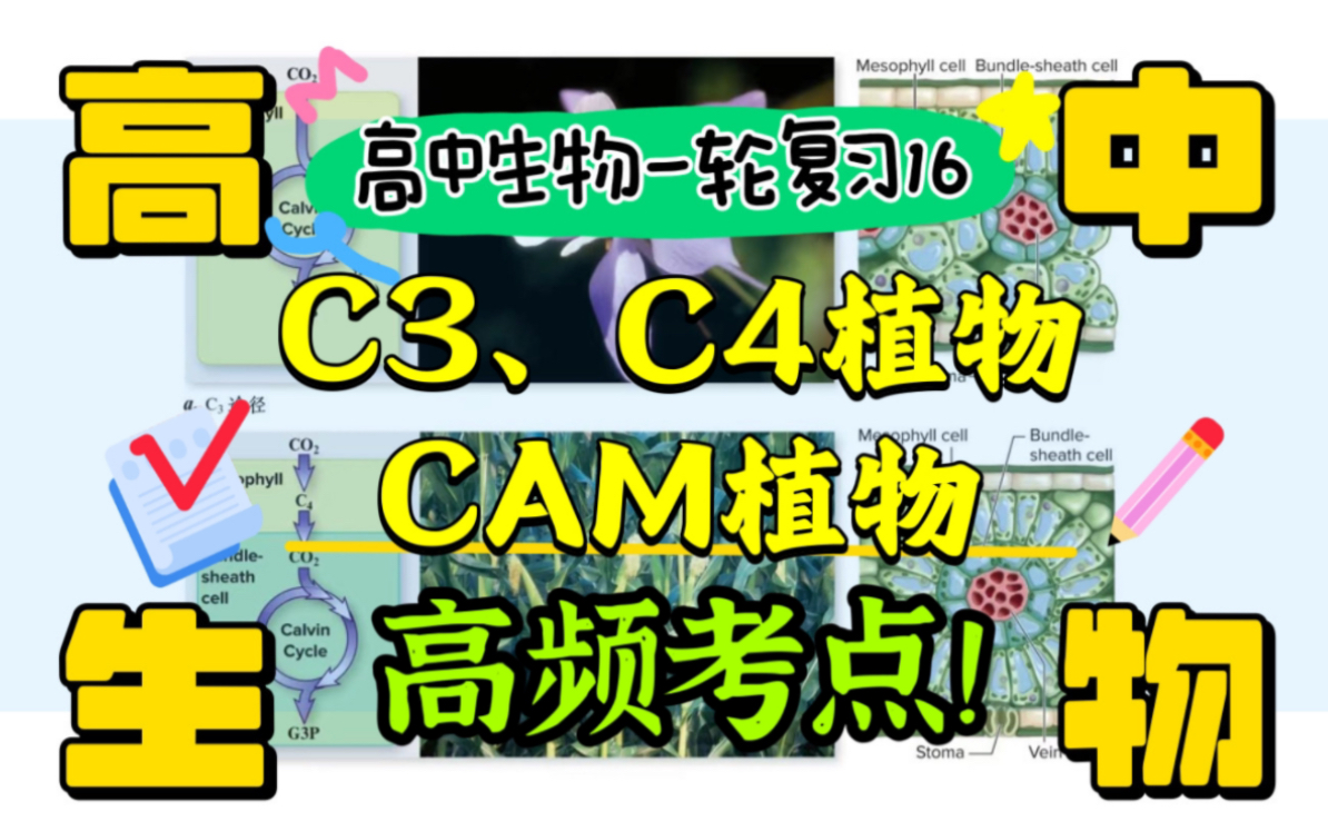 【高中生物必修1知识拓展】光合作用高考常考热点—C3、C4、CAM...