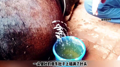 动物世界,母牛肚子大到像怀孕,兽医为她插管放水治疗!