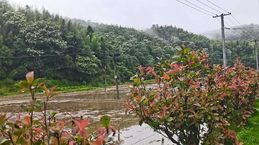 来到水稻播种育秧现场观看。