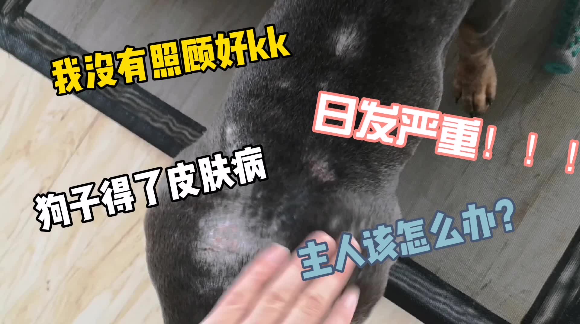 都说恶霸犬容易得皮肤病,我是真的领教了,身上越来越多怎么办?