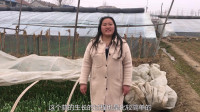 蒜苗是怎么种植的呢?听农村姑娘为你详细讲解!你学会了吗