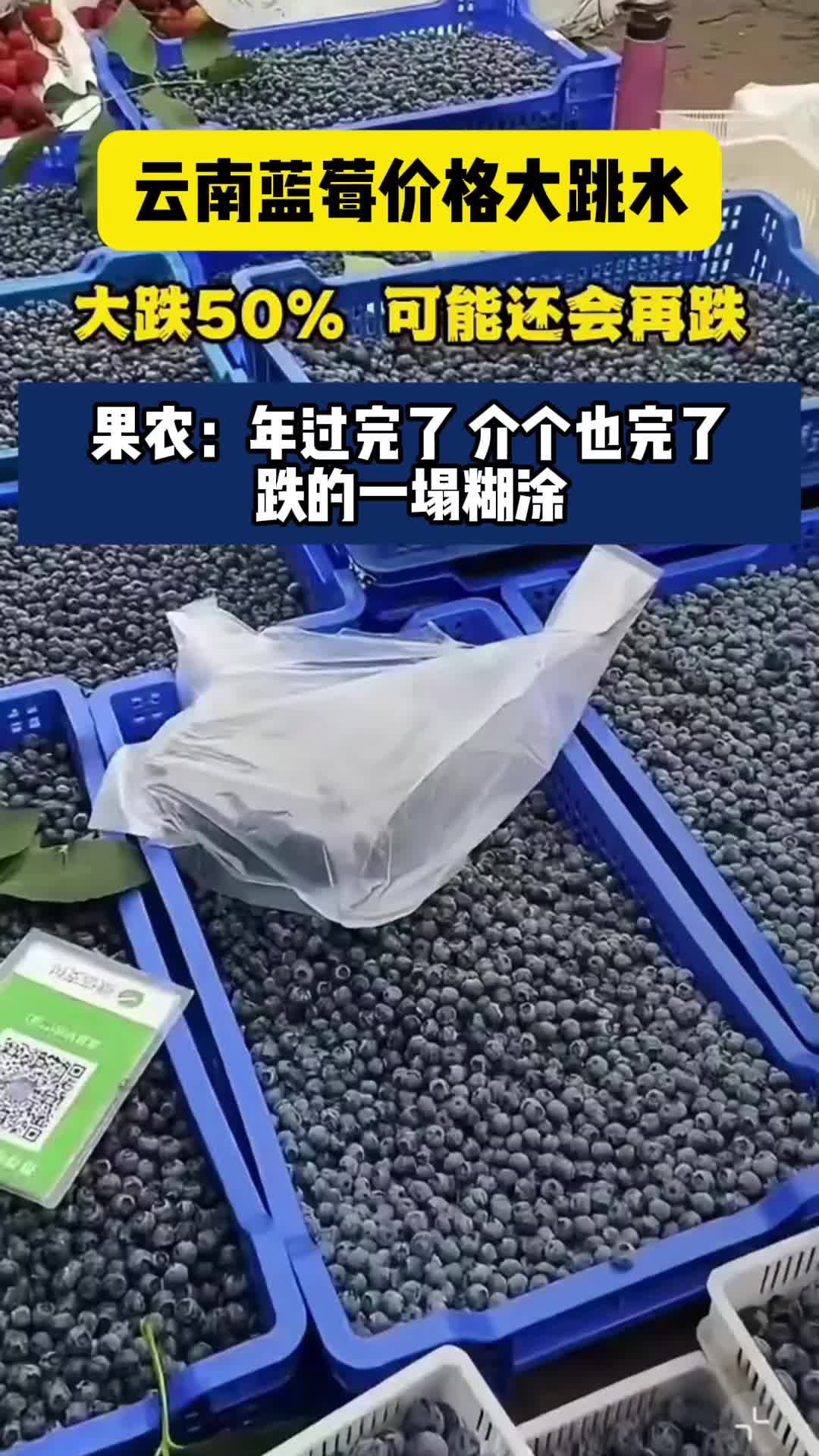 云南蓝莓价格大跳水 未来几天可能还会降