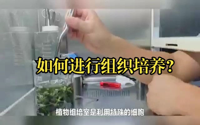 什么是组培?组培室如何设计建设?组培的意义和作用