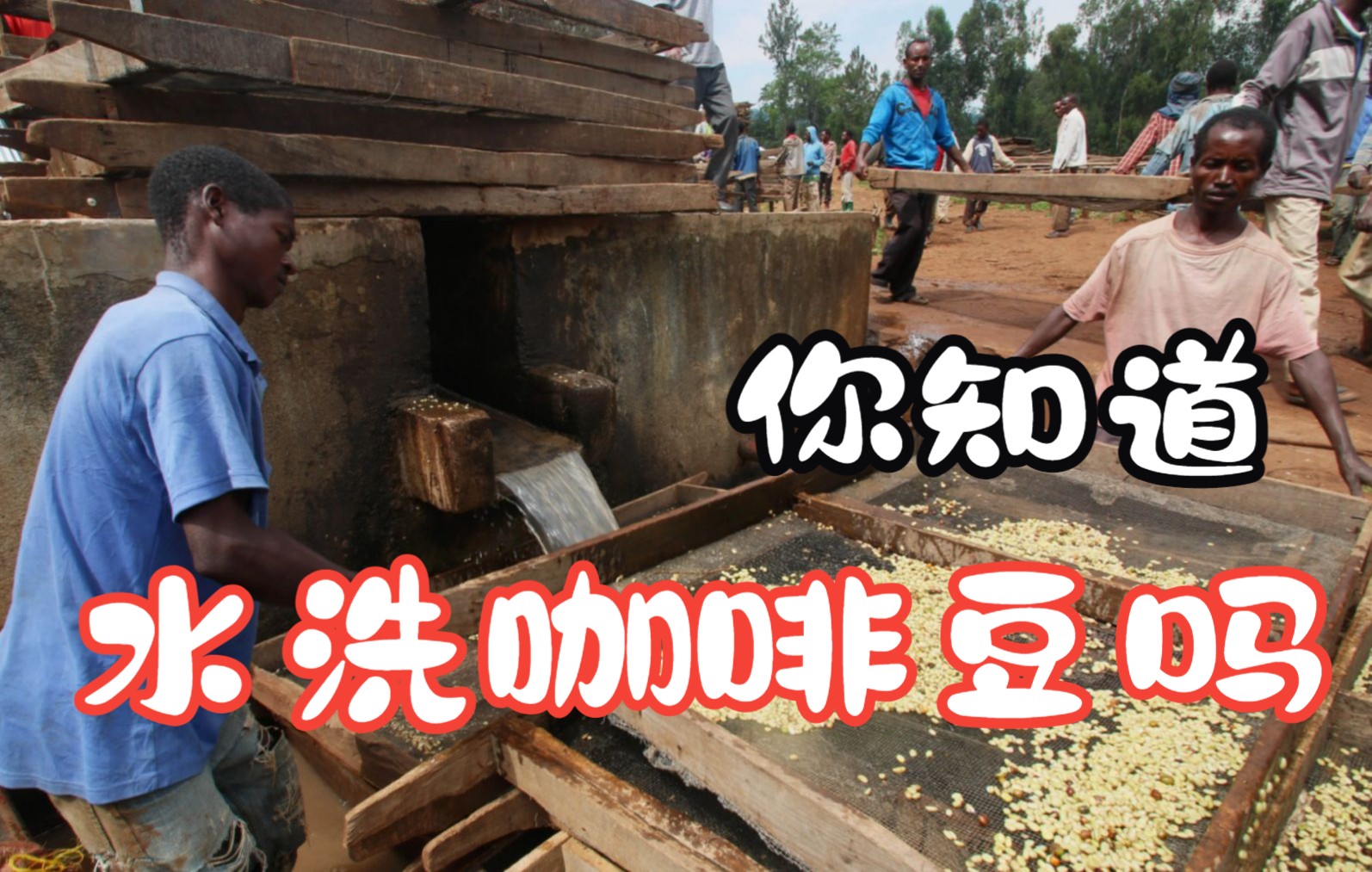 你知道咖啡豆的水洗处理法是怎么来的吗?
