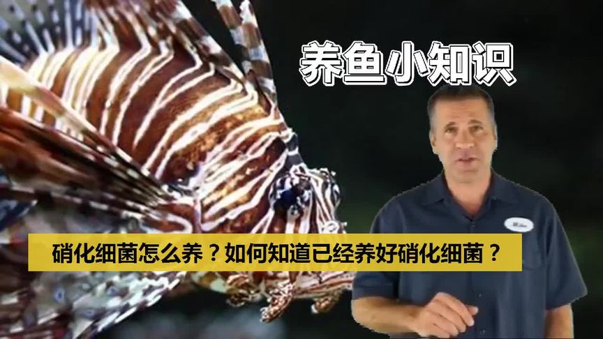 养观赏鱼的小伙伴们硝化细菌怎么养?如何知道已经养好硝化细菌?