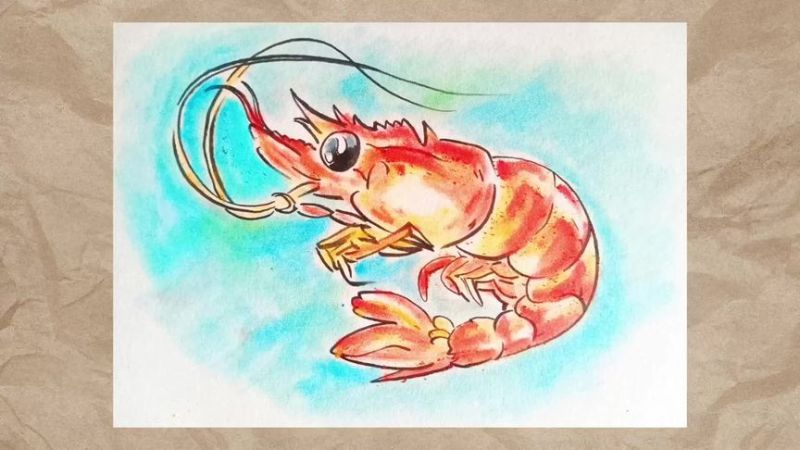 画一只可爱的小虾虾 画画 可爱 绘画教程 动物 虾