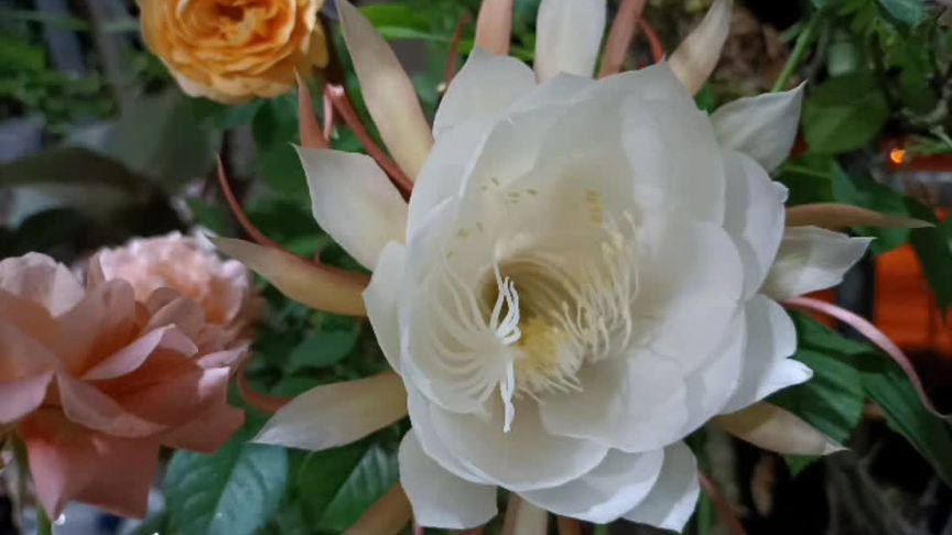 昙花,又称月下美人,刹那间的美丽与辉煌,瞬间的永恒