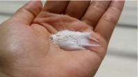 珍珠粉做的面膜,脸上黄褐斑,黑斑少了,白净光泽恢复婴儿肌