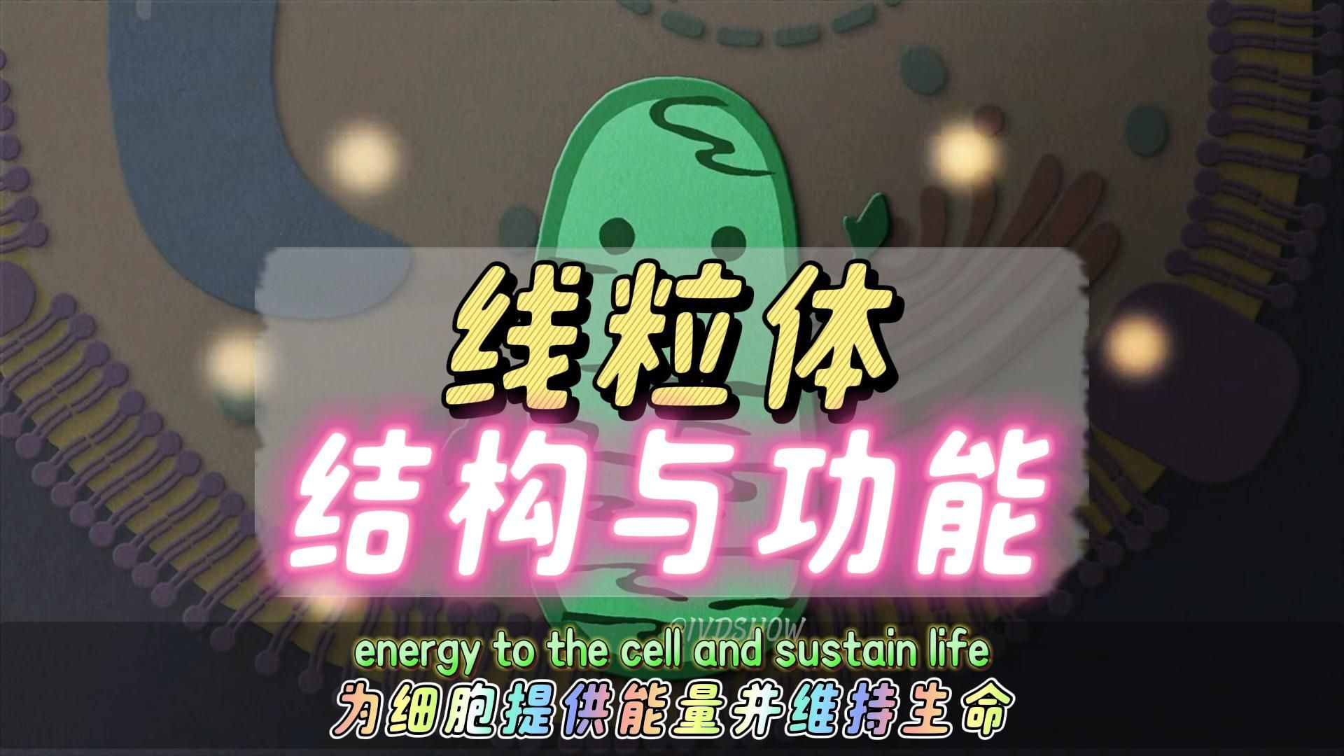 线粒体的结构与功能是什么,初步探讨其起源与进化?