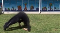 跑酷动作多角度分解教程落地滚翻parkour_freerun_rolling