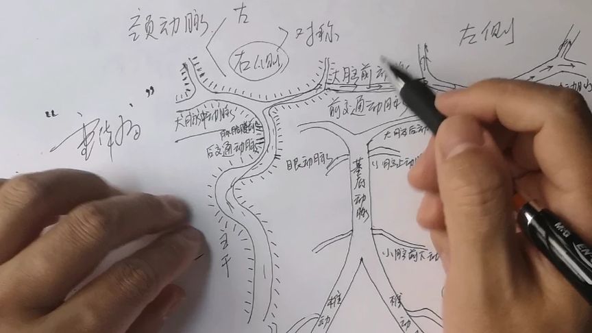 脑动脉血管之四:willis环