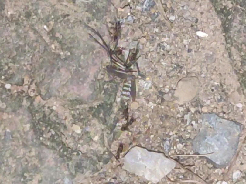 讨厌的蚊子,拍死它喂蚂蚁