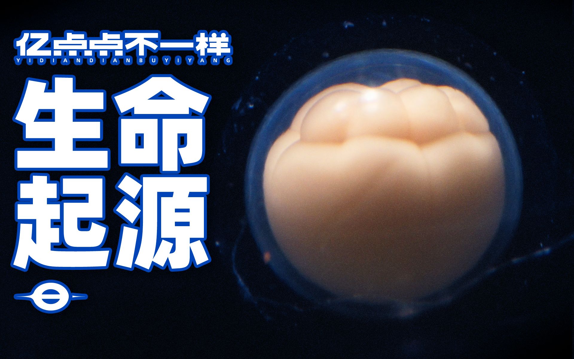 高能预警!快放1000倍,带你看受精卵分裂全过程