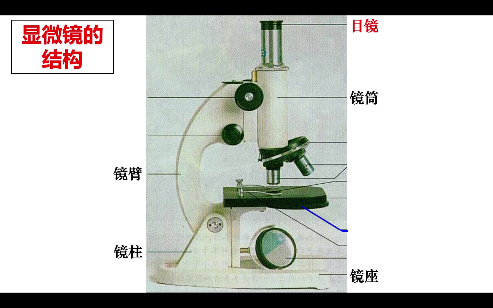 【2024浙教版新教材】2.1 生物体的基本单位(三) 显微镜的使用