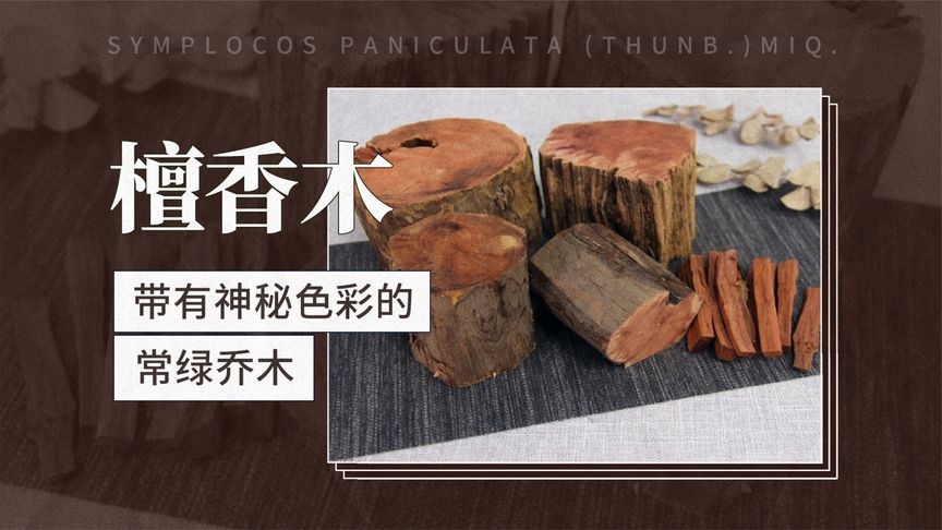 檀香木——带有神秘色彩的常绿乔木