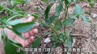 辣椒花期种植管理和打岔的方法,种好一棵顶十棵,来学学吧