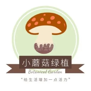 最新出评软件 