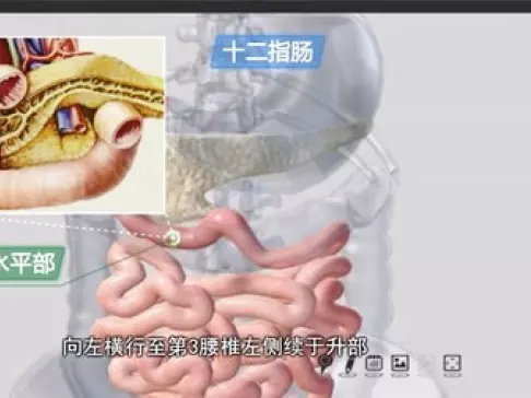 《人体系统解剖学》第3章、消化系统4、小肠