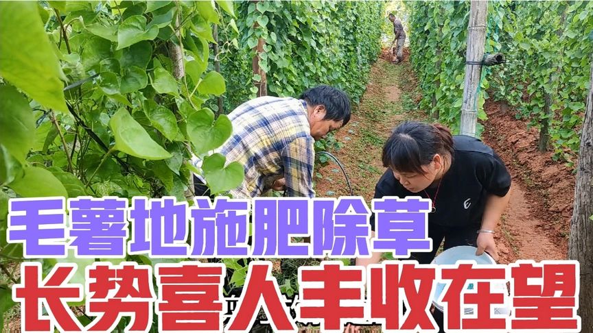 远嫁三年没回家暑假带孩子回,帮爸妈打理庄稼,顺道学习种植技术