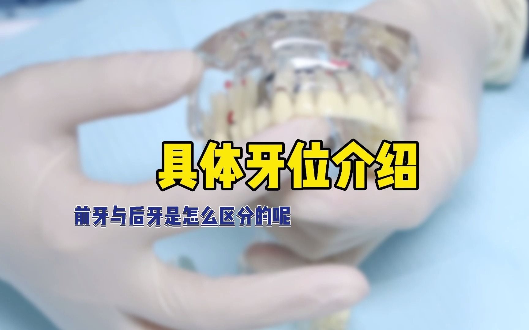 福田牙科-口腔内的牙齿到底是怎样划分的呢?前牙和后牙到底怎样区分...