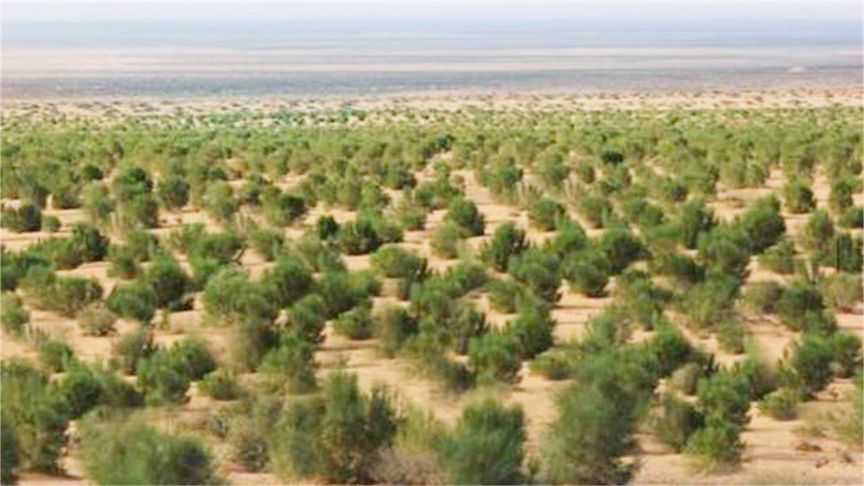 这么多年过去了,马云的“蚂蚁森林”?是否实现了沙漠变绿洲呢?