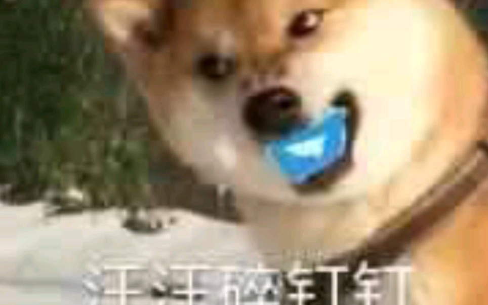 钉 钉 表 情 包 合 集