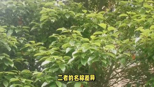 樟树与香樟树的区别解析