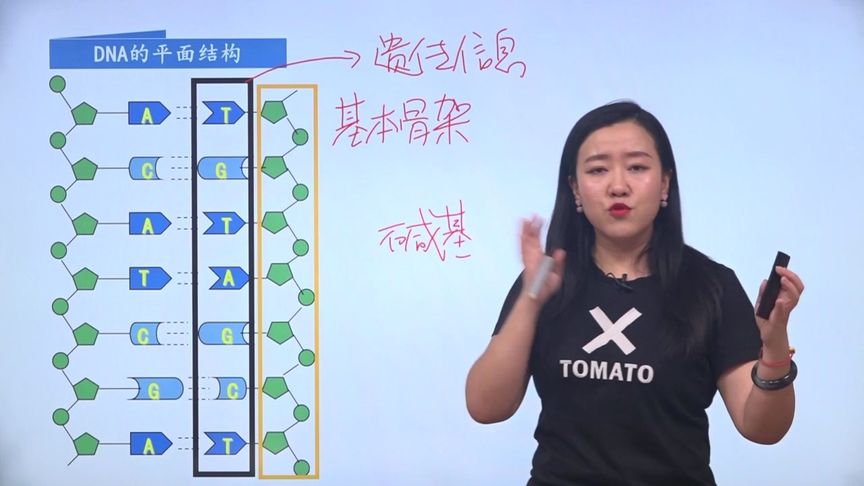 翟思茗-高中生物小知识-DNA分子的结构