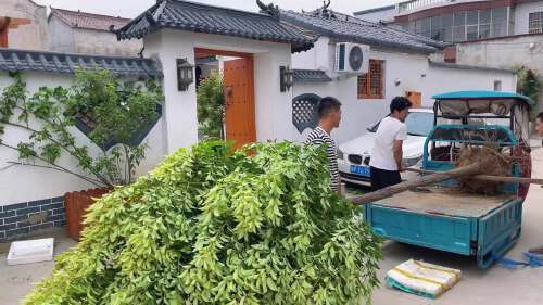 花300块买了颗香樟树也不知道买贵了没有有没有懂的朋友帮我看下...