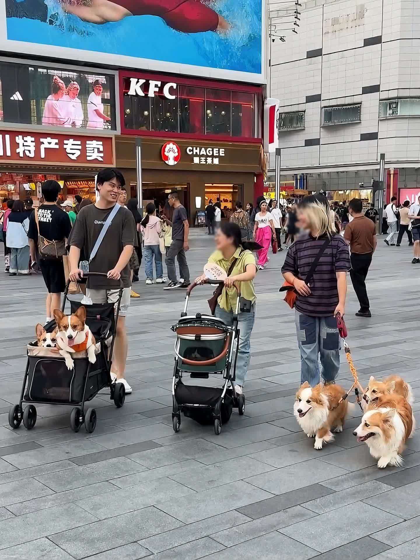 生活在成都的小狗能有多幸福!带着狗狗去旅行