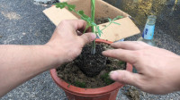 小番茄苗移植盆栽,再等半个月即可采摘,好激动啊