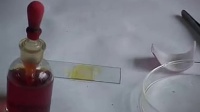 显微镜观察植物细胞