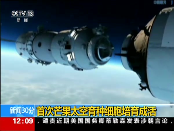 世界首例芒果太空育种细胞成活 曾随神舟十一号飞船上太空