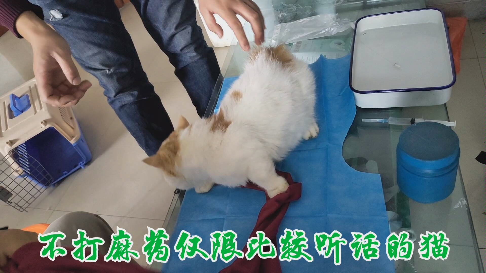 不打麻药给猫导尿,猫得尿结石尿闭治疗