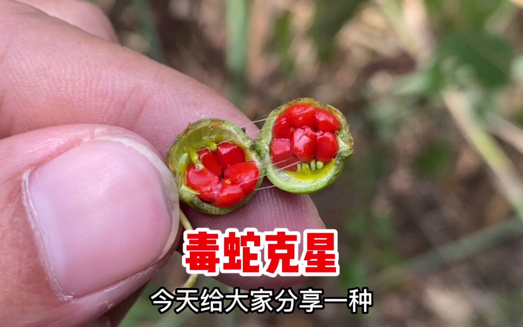 海金子也叫崖花子,它被称为“毒蛇克星”,作用厉害了,遇到摘些