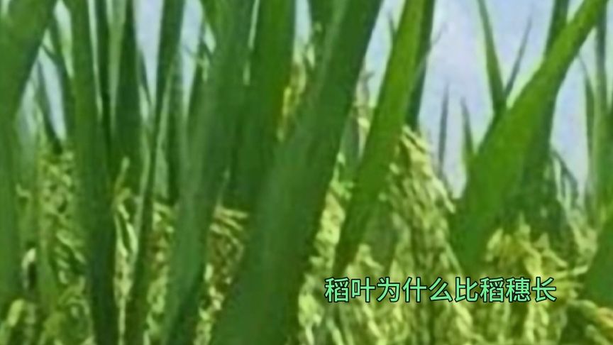 为什么稻叶都比稻穗要长,对水稻生长有什么作用