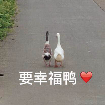 鴨鴨就是鸭鸭 