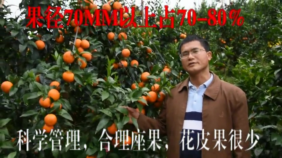 掌握这几个管理方法提升沃柑品质!拒绝花皮果!