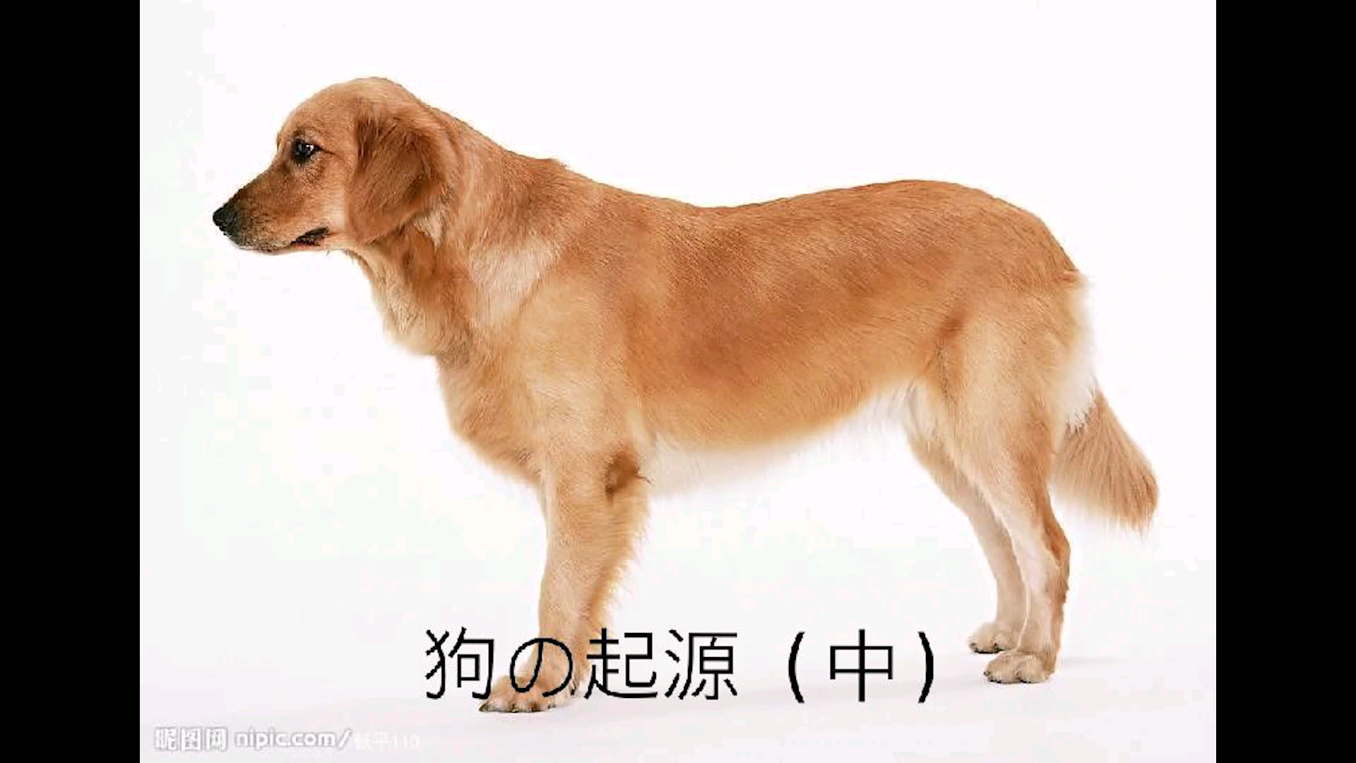 狗,人造之物-狗の起源(中)