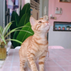 小小青柠萌 
