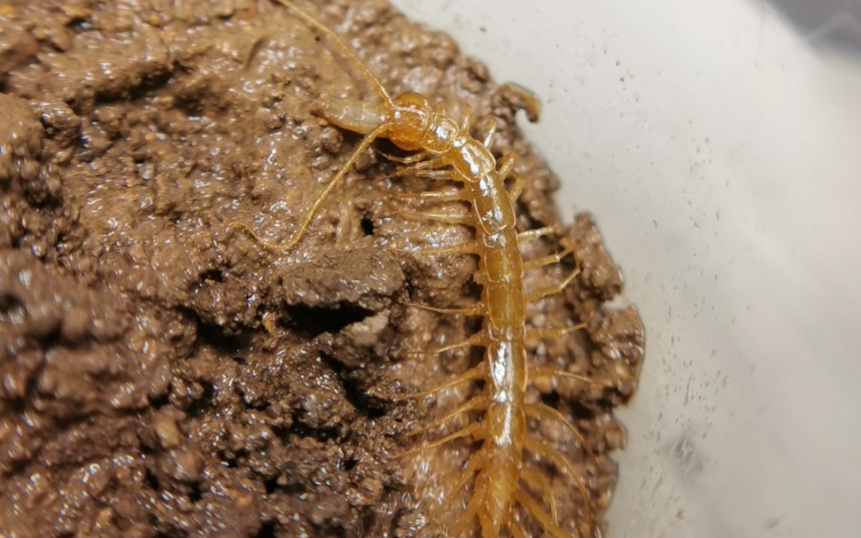 闲暇时间来看看济南的洞穴石蜈蚣吃饭吧!