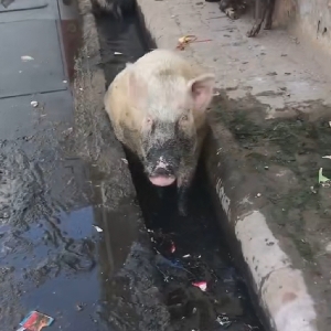 墉子の猪 