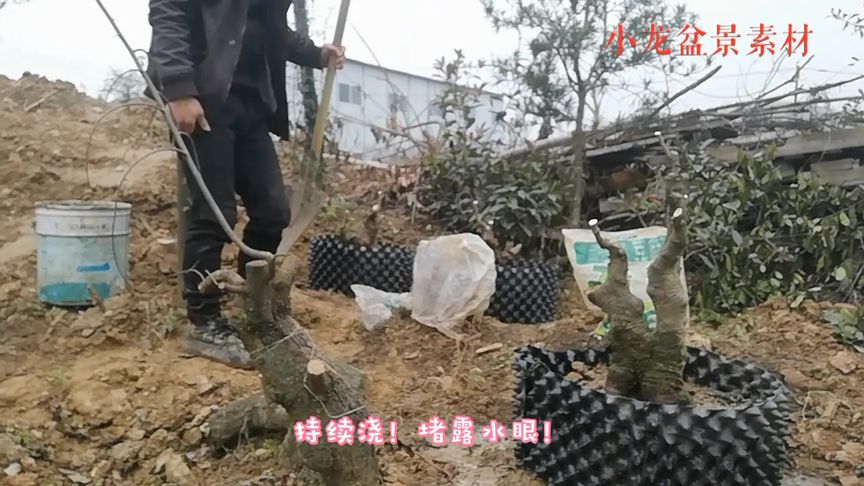 小伙第一次用控根器栽桩,结果笑话百出,麻烦不断!
