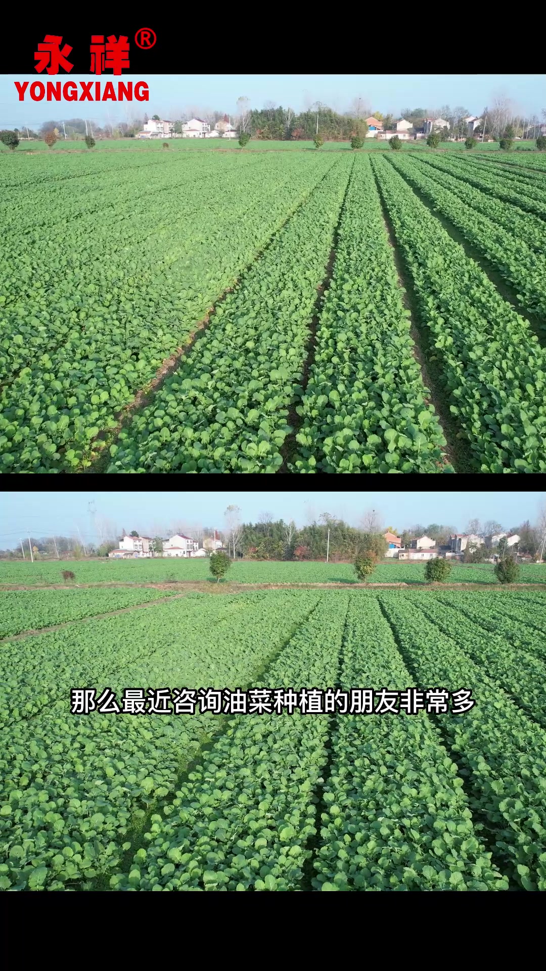 种油菜想高产,您一定要知道的油菜种植的八大问题!#油菜种植 #油菜...