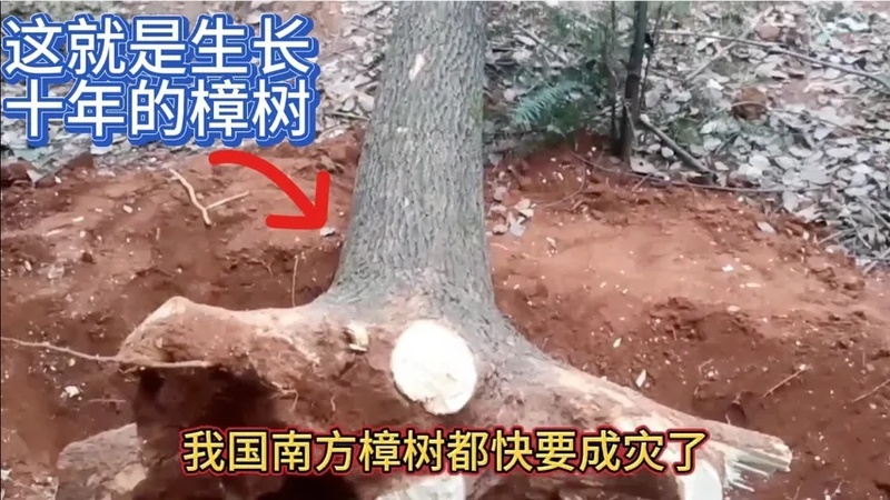 我国南方樟树快要成灾了,一棵十年的樟树竟然长得这么大