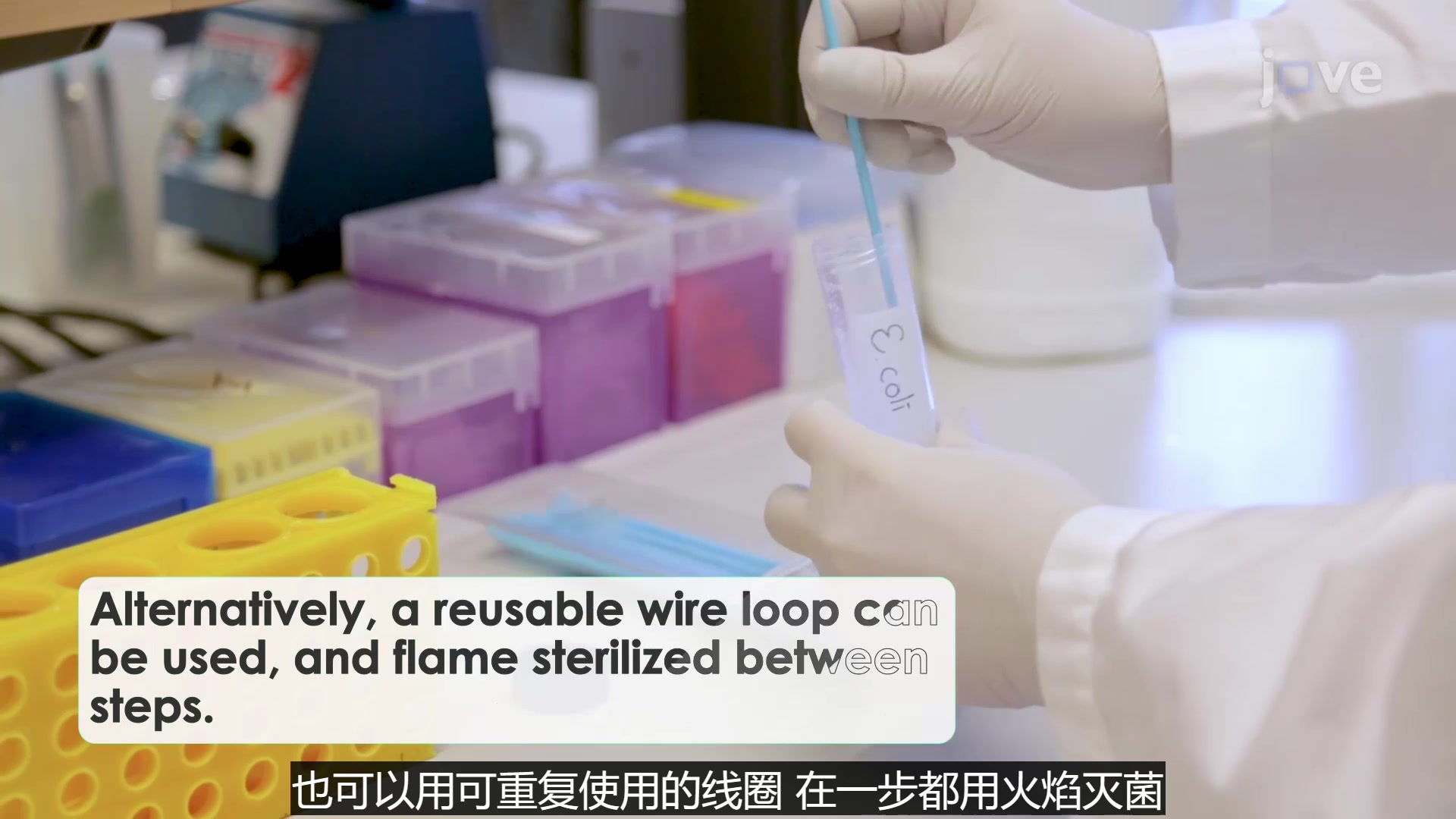 JoVE_纯培养物和划线平板:从混合样品中分离单个细菌菌落