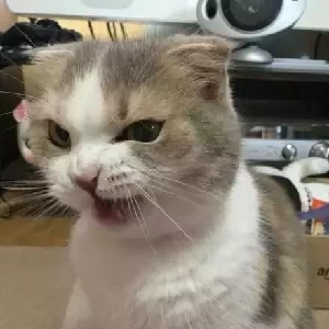 洛华a 