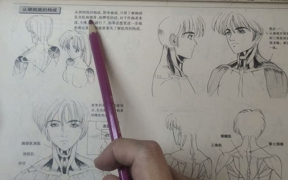 经典漫画教材解读0057 肩颈骨骼肌肉分布结构详解