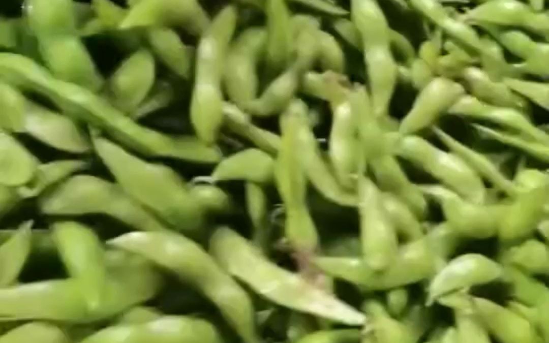毛豆荚速冻生产线豌豆速冻设备豆角速冻机蚕豆流态化速冻机